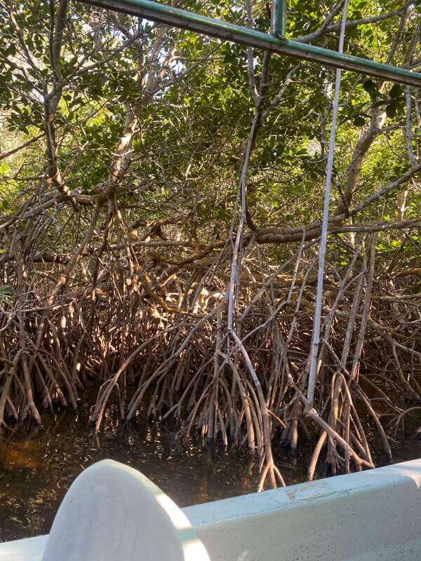 Rio Lagartos Expedition: boat journey through the mangrove - The Sum Up: who will love this experience?