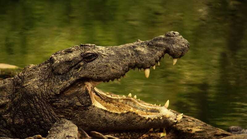 Rio Lagartos: Wondeful Pink Waters and Boat Ride - Who Is This Tour Best For?