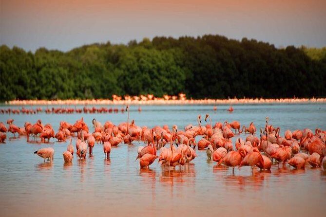 Río Lagartos y Las Coloradas Private Tour from Merida - A Detailed Look at the Río Lagartos y Las Coloradas Tour
