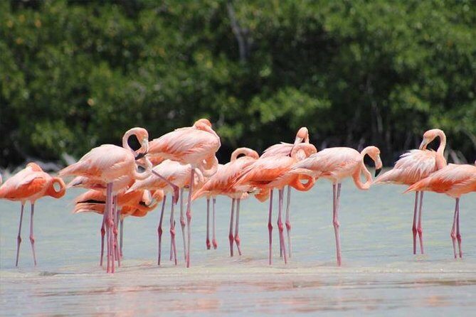 Río Lagartos y Las Coloradas Private Tour from Merida - What’s Included and What to Consider