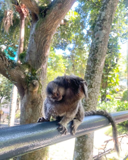 Rio: Private, Custom express, Main Attractions! - An In-Depth Look at the Tour Experience