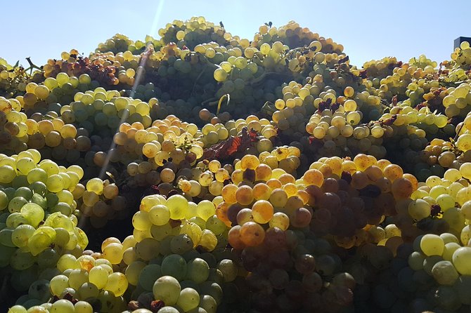 Rioja Full Experience Tour From San Sebastian With Lunch - Transportation and Logistics: Ensuring a Smooth Journey