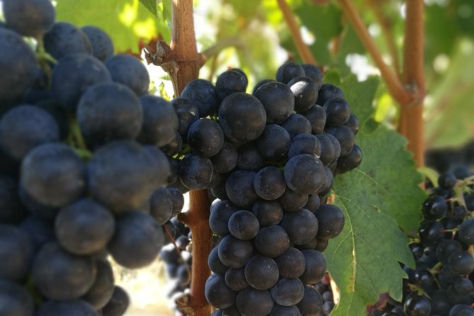 Rioja Wine Private Tour From San Sebastian - Customer Reviews: What Travelers Are Saying