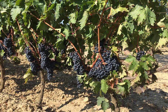 Rioja Wine Tour: 2 Wineries From Bilbao - Highlights of the Rioja Wine Tour
