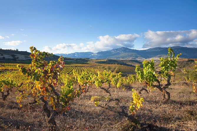 Rioja Wine Tour: 2 Wineries From Bilbao - Tour Inclusions and Experiences