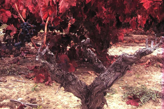 Rioja Wine Tour: 2 Wineries From Bilbao - Customer Feedback and Experiences
