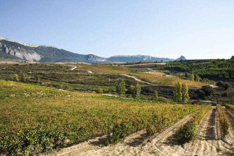 Rioja Winery & Traditional Lunch From Pamplona or Logroño - Who Will Love This Tour?