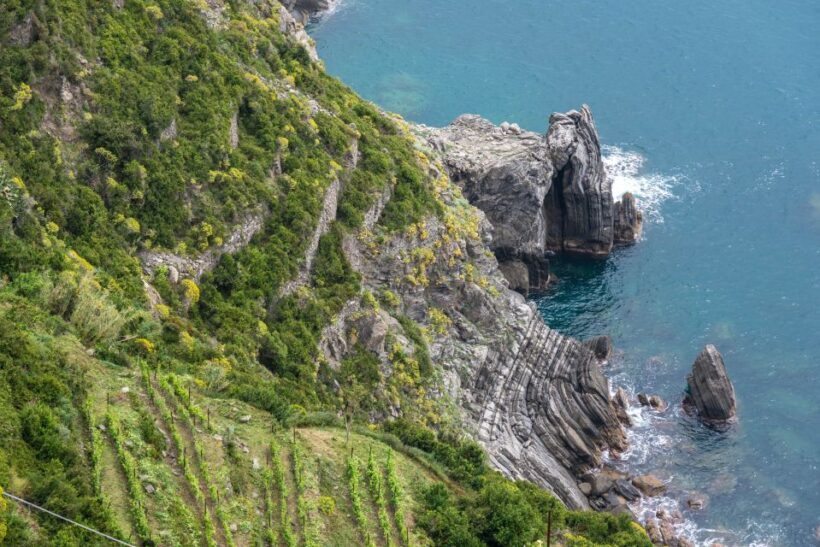 Riomaggiore: Vineyard & Wine Cellar Tour with Wine Tasting - Who Will Enjoy This Tour?