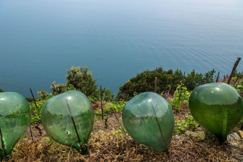 Riomaggiore: Vineyard & Wine Cellar Tour with Wine Tasting - Final Thoughts