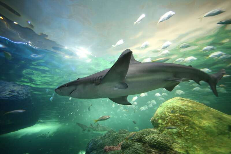Ripley's Aquarium: Sharks After Dark Entry (After 5PM) - Key Points