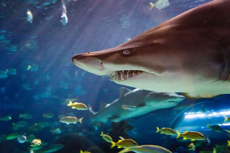 Ripley's Aquarium: Sharks After Dark Entry (After 5PM) - What This Tour Offers