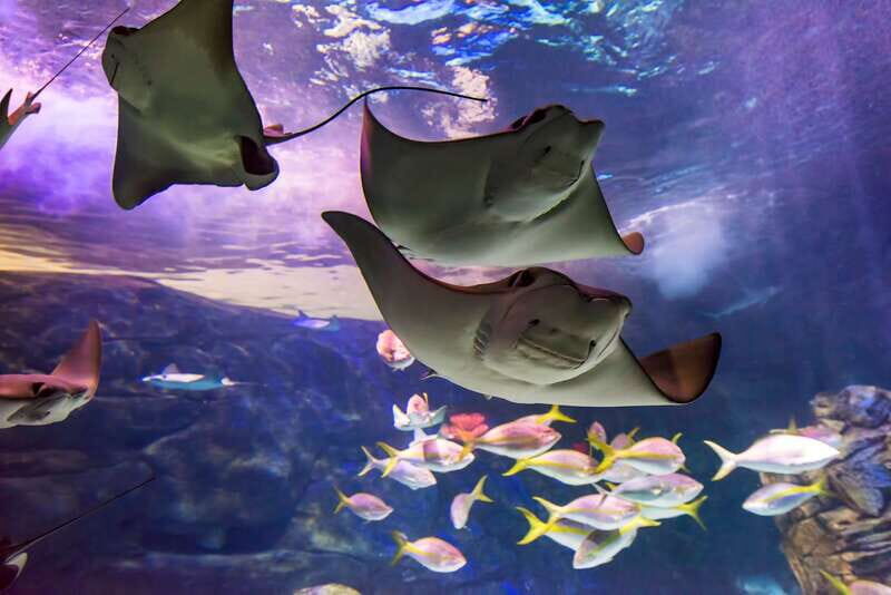 Ripley's Aquarium: Sharks After Dark Entry (After 5PM) - The Gallery Experience