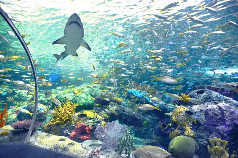 Ripley's Aquarium: Sharks After Dark Entry (After 5PM) - Special Events: Jazz Fridays