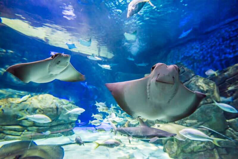 Ripley's Aquarium: Sharks After Dark Entry (After 5PM) - Accessibility and Practicalities