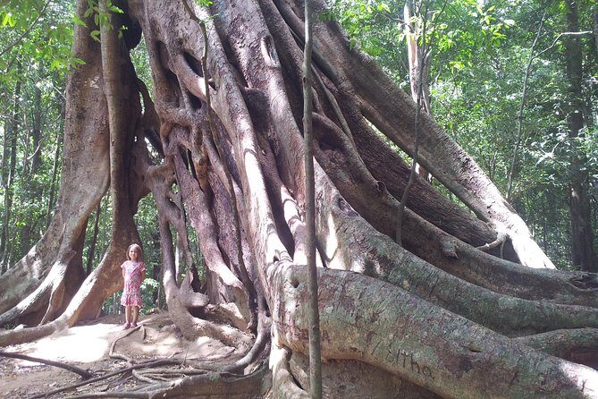 Ritigala Strict Natural Reserve & Minneriya National Park Safari Day Excursion - Key Points
