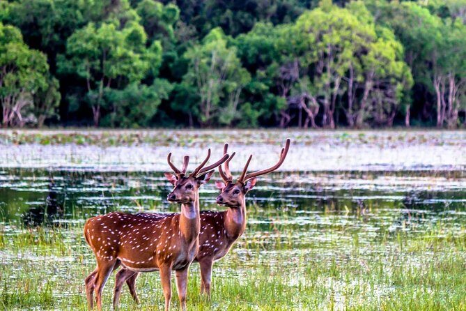 Ritigala Strict Natural Reserve & Minneriya National Park Safari Day Excursion - Minneriya National Park Safari