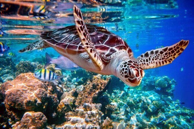 Riu Macao - Round Trip Shuttle - Punta Cana Airport - The Details of the Riu Macao Shuttle Experience