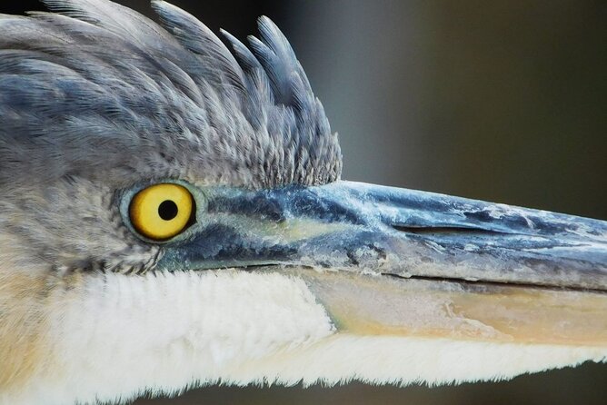 River Cruise Tour with Manatee Viewing - FAQs