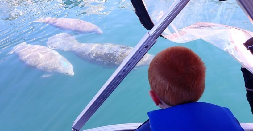 River Cruise with Manatee Viewing - Key Points