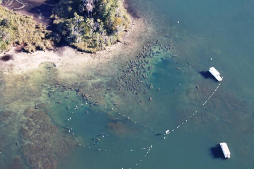 River Cruise with Manatee Viewing - An Overview of the Experience