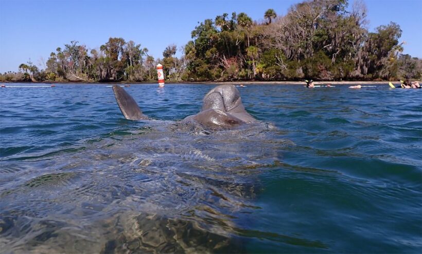 River Cruise with Manatee Viewing - Pricing and Overall Value