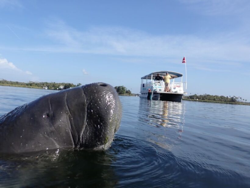 River Cruise with Manatee Viewing - Who Should Consider This Tour?