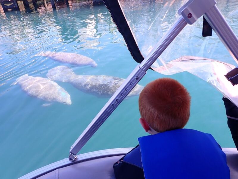 River Cruise with Manatee Viewing - Key Points
