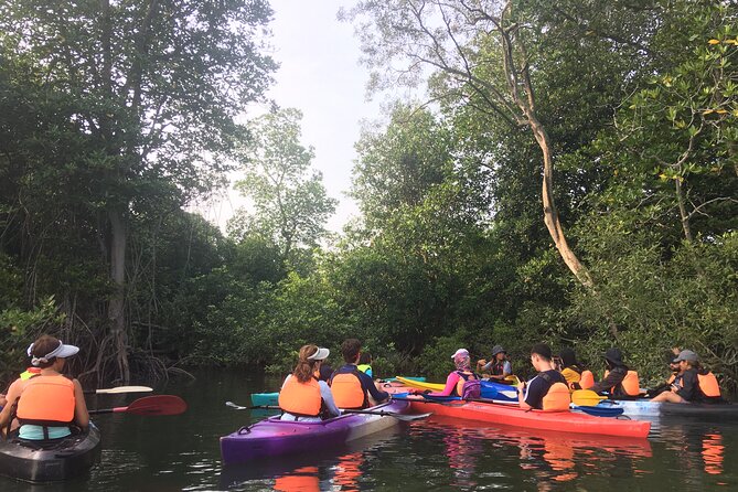 River Exploration and Mangrove Nature Tour by kayaking - The Sum Up
