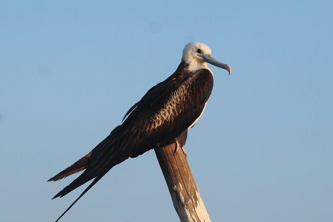 River Lizards Boat Tour for Flora and Fauna Observation - The Sum Up