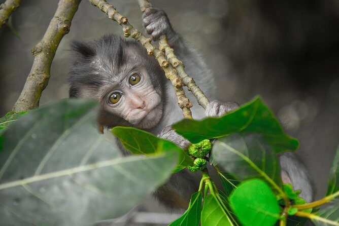 River Rafting Down the Ayung and Sacred Monkey Forest - An Adventurous Start: River Rafting on the Ayung