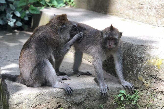 River Rafting Down the Ayung and Sacred Monkey Forest - Logistics, Pricing, and Overall Value