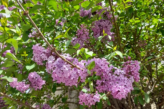 Riverbank Adventure in Naxos (Kinidaros - Eggares) - Meeting and Pickup