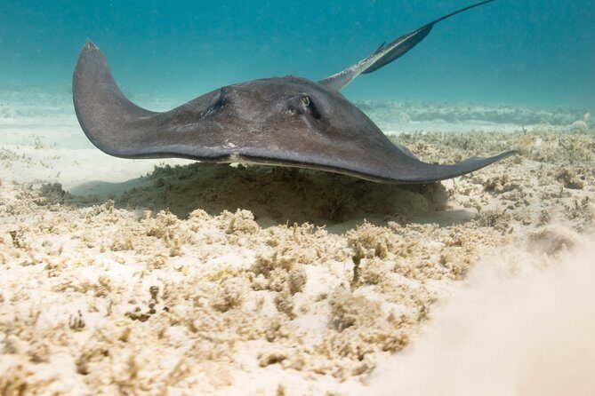 Riviera Maya Luxury Snorkeling Cruise with Lunch and Drinks - Who Should Consider This Tour?