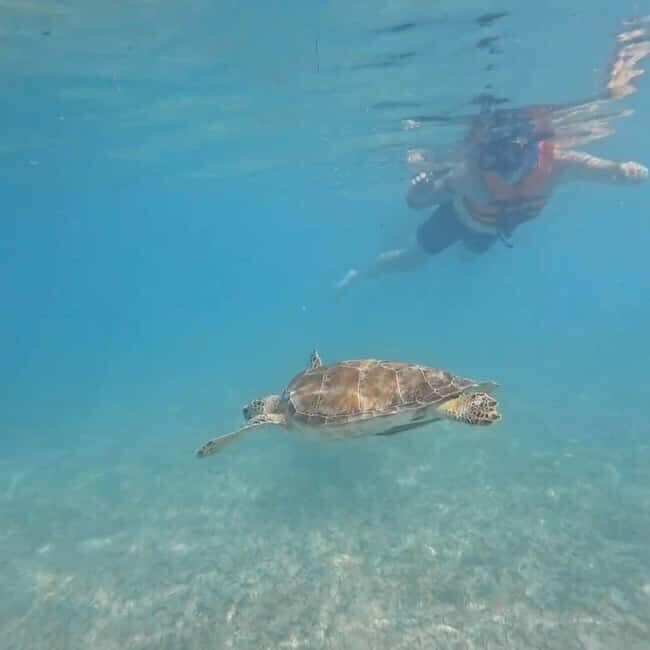 Riviera Maya: Nado con Tortugas, Cenote y Almuerzo mexicano. - Key Points