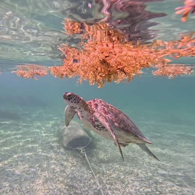 Riviera Maya: Nado con Tortugas, Cenote y Almuerzo mexicano. - Authentic Mexican Lunch