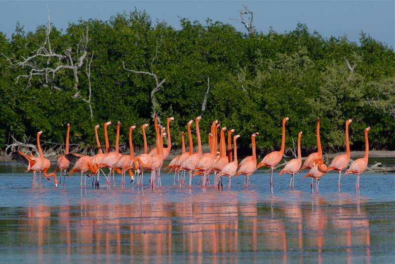 Riviera Maya: Rio Lagartos & Las Coloradas Day Trip w/Lunch - Authentic Experiences and Genuine Reviews
