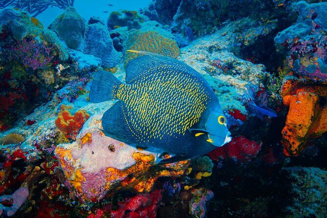 Riviera Maya Snorkeling Adventure: Lagoon, Cenotes Open & Cavern - The Sum Up