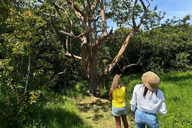 Road to Hana Maui Tours - What to Expect on Your Day