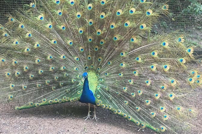 Roatan Gumbalimba Preservation Eco-Park & Beach - Location and Overview