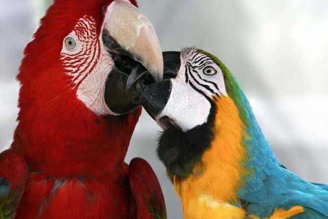 Roatán Island Tour: Sloth & Monkey Eco Park, Rum, and Chocolate - West End Village Exploration