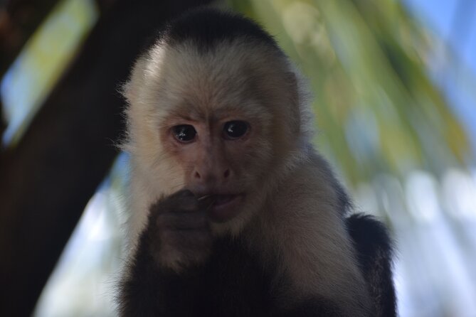 Roatan Monkey and Sloth Sanctuary and Beach Break - Beach Break