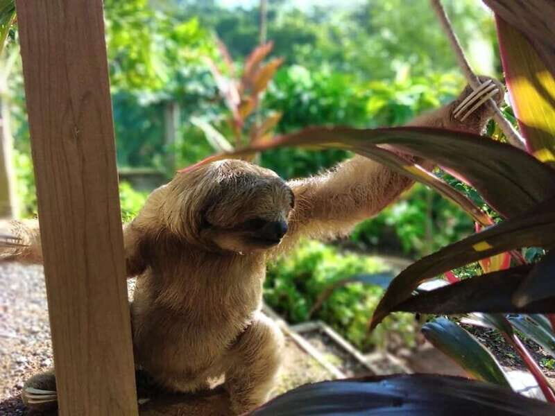 Roatán: Private Monkey and Sloth Sanctuary Tour - Key Points