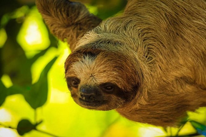 Roatan Sloths Sustainable Safari: ATV Dune Buggy, Beach Adventure - Pickup Information