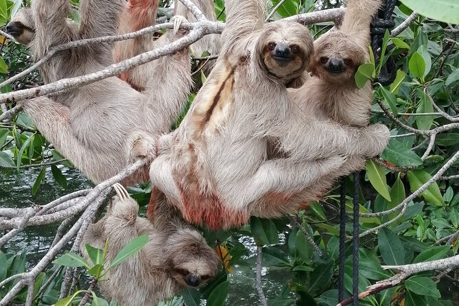 Roatan Zipline Adventure, Sloths & Monkeys,Chocolate Factory Tour - Zipline Experiences and Feedback