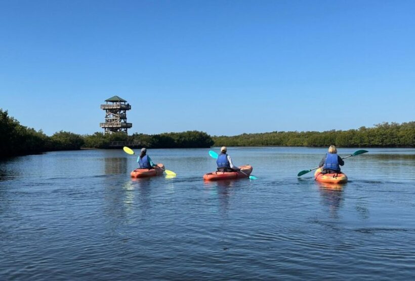 Robinson Preserve Mangrove Tour - Introduction: A Relaxed Encounter with Nature