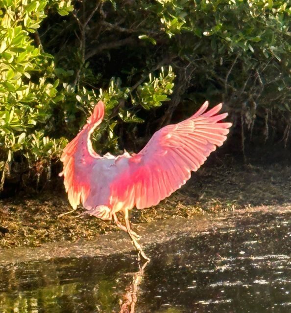 Robinson Preserve Mangrove Tour - The Itinerary: What to Expect