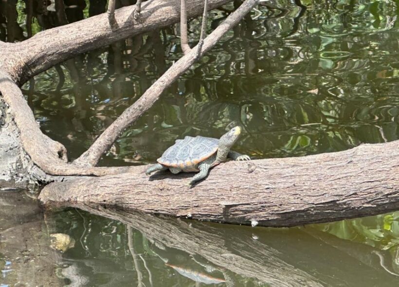 Robinson Preserve Mangrove Tour - Value and Practical Aspects