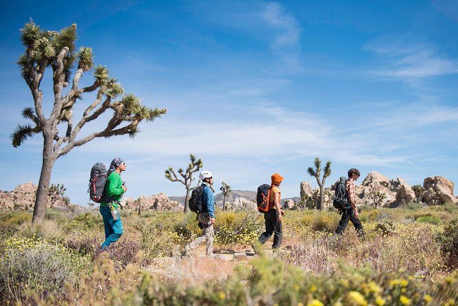 Rock Climbing Trips in Joshua Tree National Park (8 Hours) - Why This Tour Offers Great Value