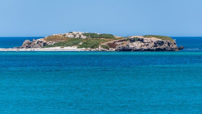 Rockingham: 3 Island Wildlife Snorkeling Cruise with Lunch - Key Points