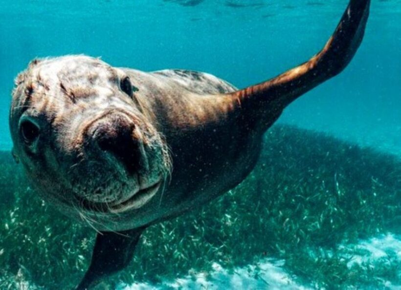 Rockingham: 3 Island Wildlife Snorkeling Cruise with Lunch - Who Will Love This Tour?